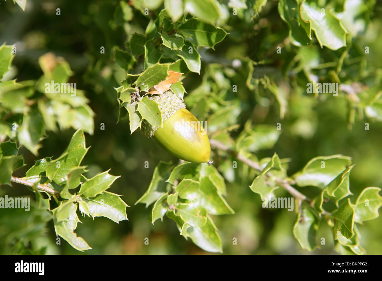 Acorn green fruits on the oak tree in the forest, wild life Stock Photo ...