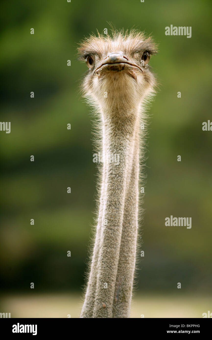 Ostrich portrait outdoor forest green trees background Stock Photo - Alamy