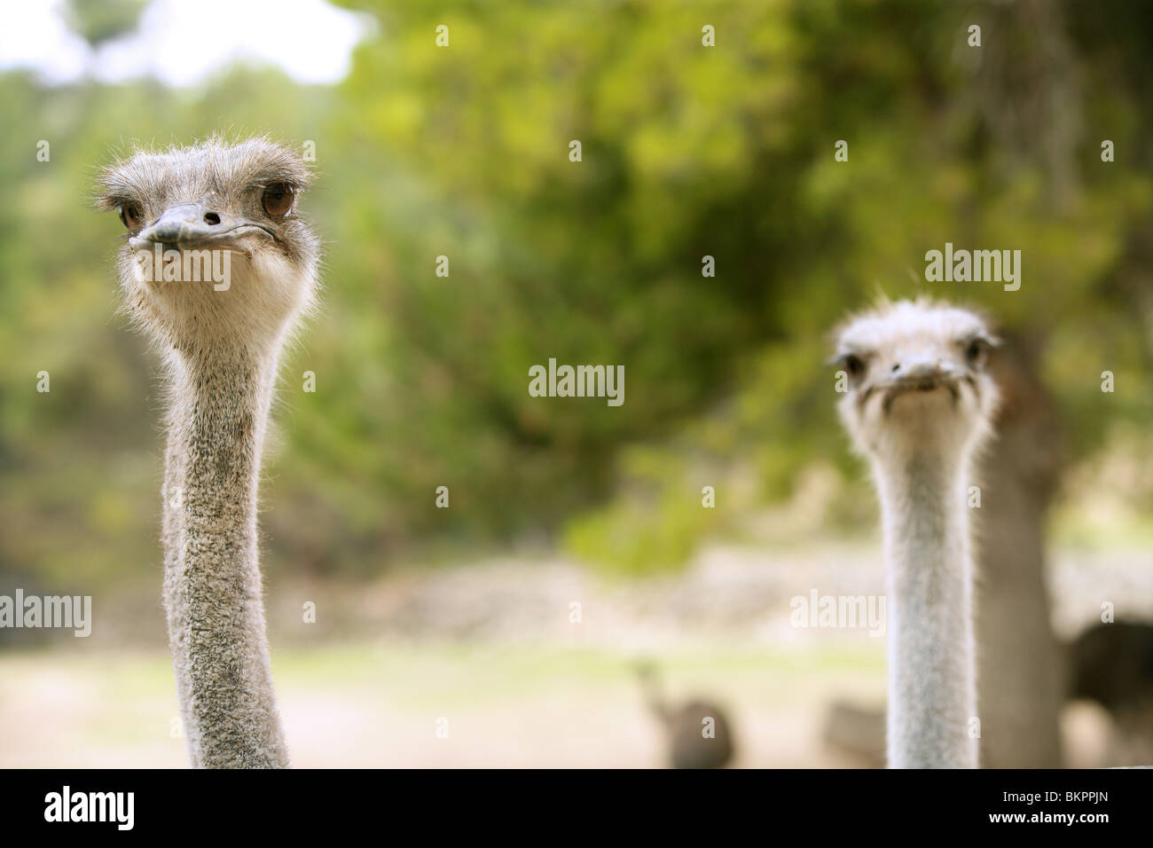 Ostrich portrait outdoor forest green trees background Stock Photo - Alamy