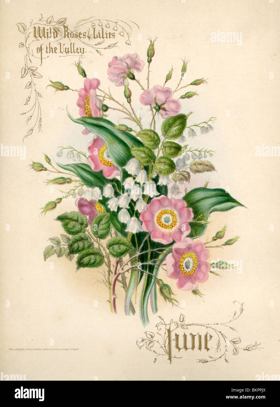Wild Roses and Lily of the Valley Stock Photo - Alamy