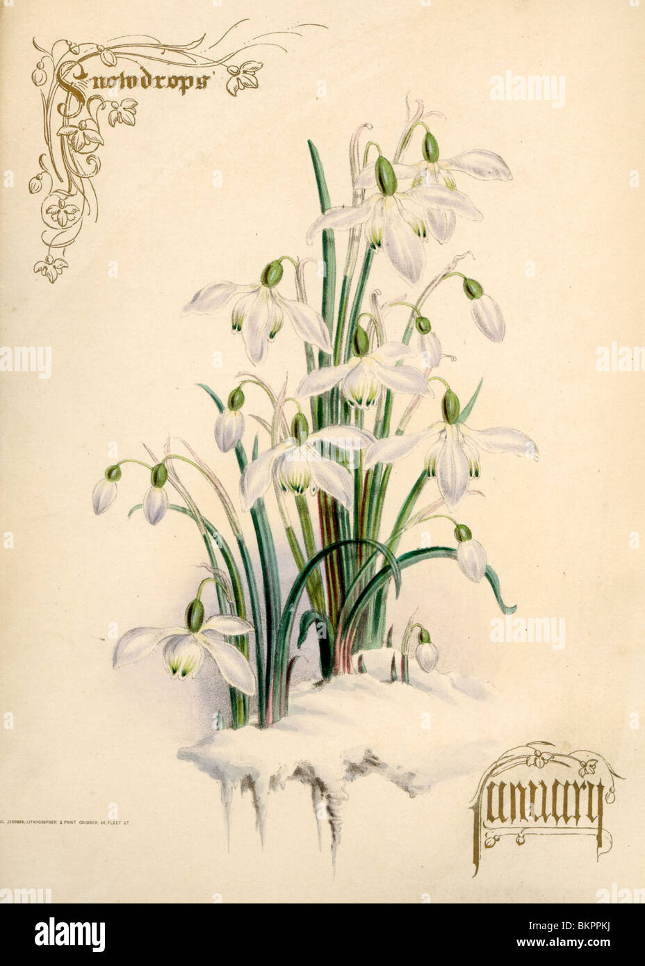 Snowdrops - January Flower Stock Photo - Alamy