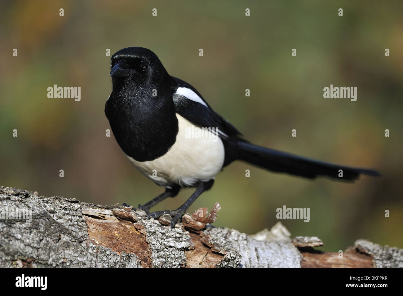 Magpie standing hi-res stock photography and images - Alamy