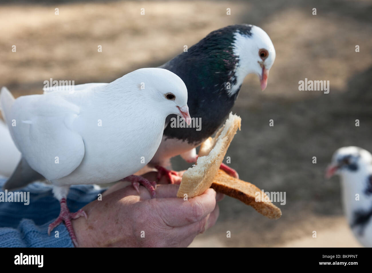 Person feeding bread to two pigeons on her hand. England, UK, Britain ...