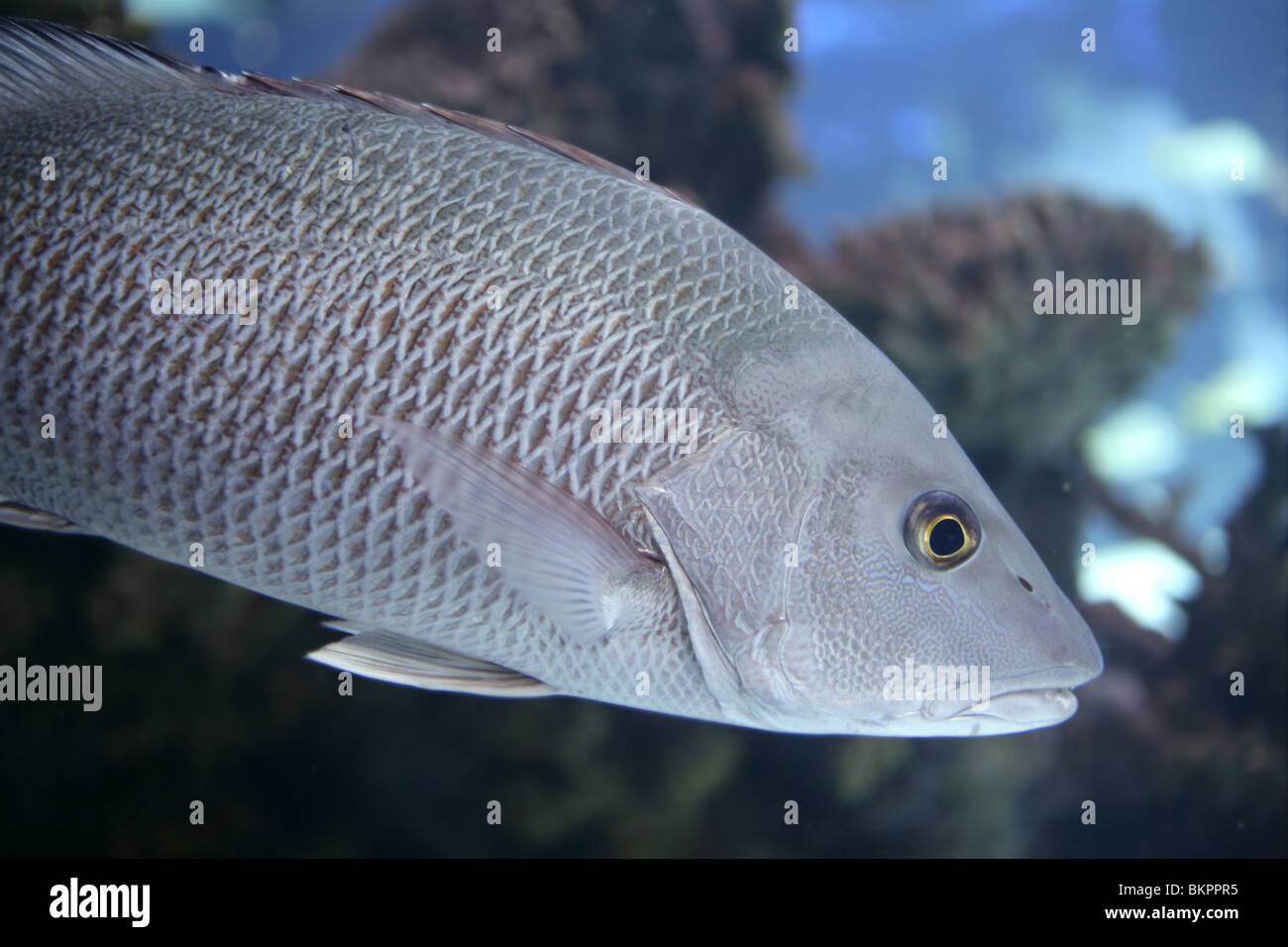 Beautiful Snapper saltwater fish with gray scales swimming Stock Photo ...