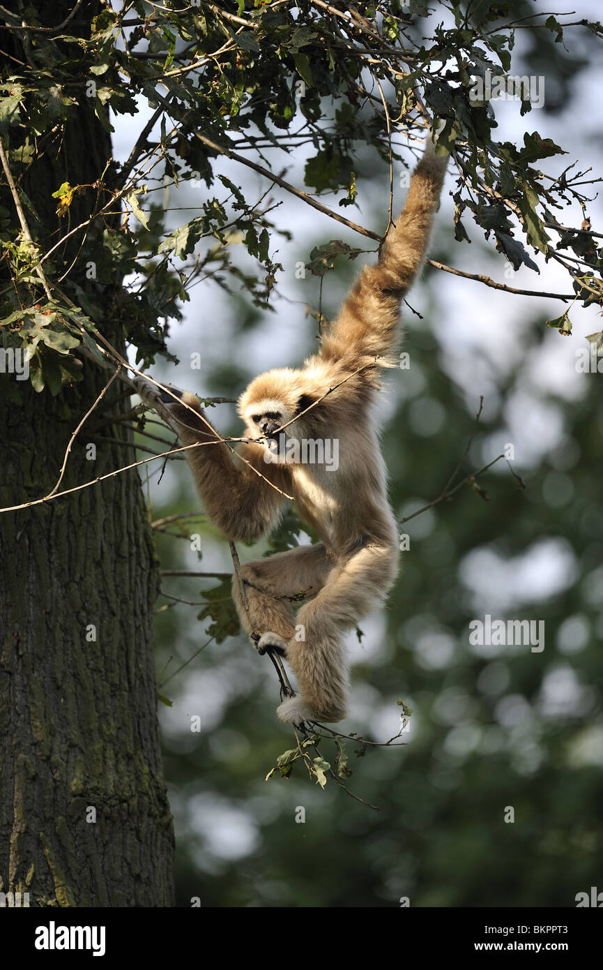 White-handed gibbon hanging in a tree Stock Photo - Alamy