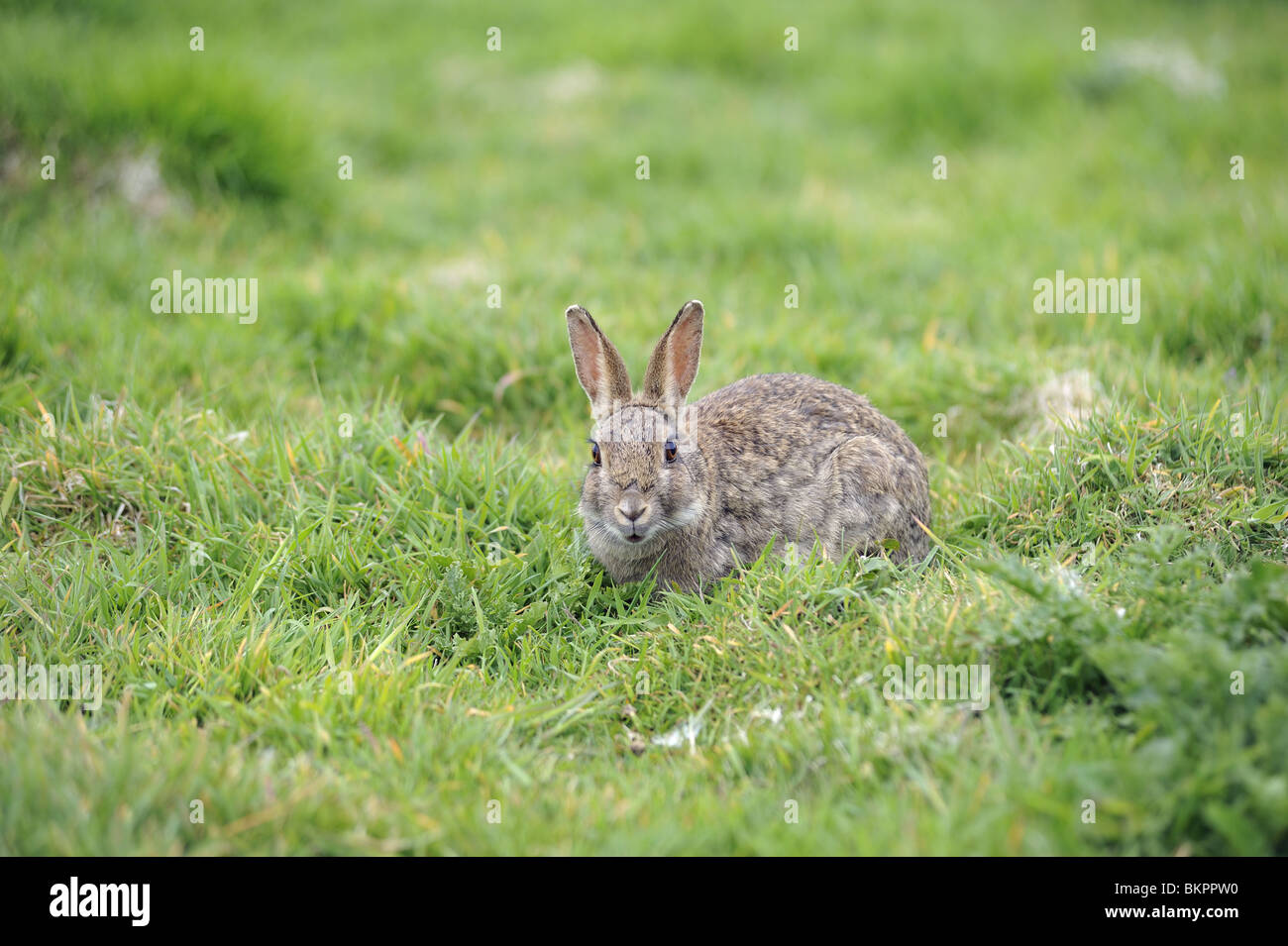 Rabbit oryctolagus cuniculus standing hi-res stock photography and ...