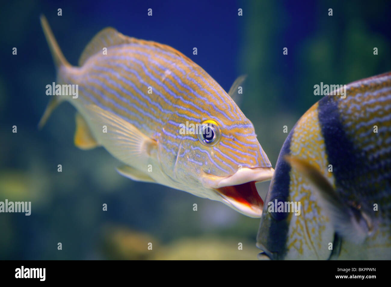 Another fish hi-res stock photography and images - Alamy