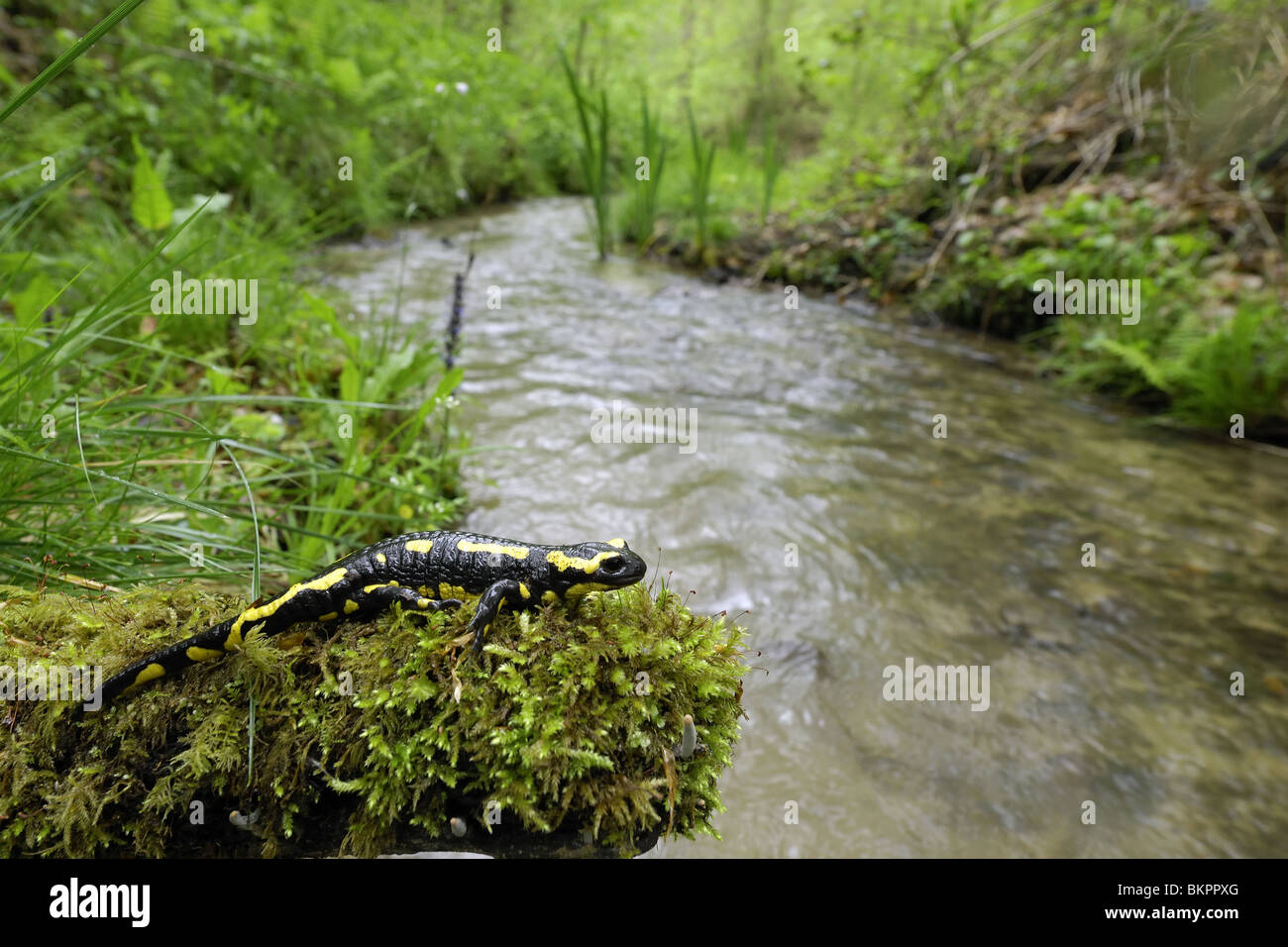 Fire salamander standing near a brook Stock Photo - Alamy