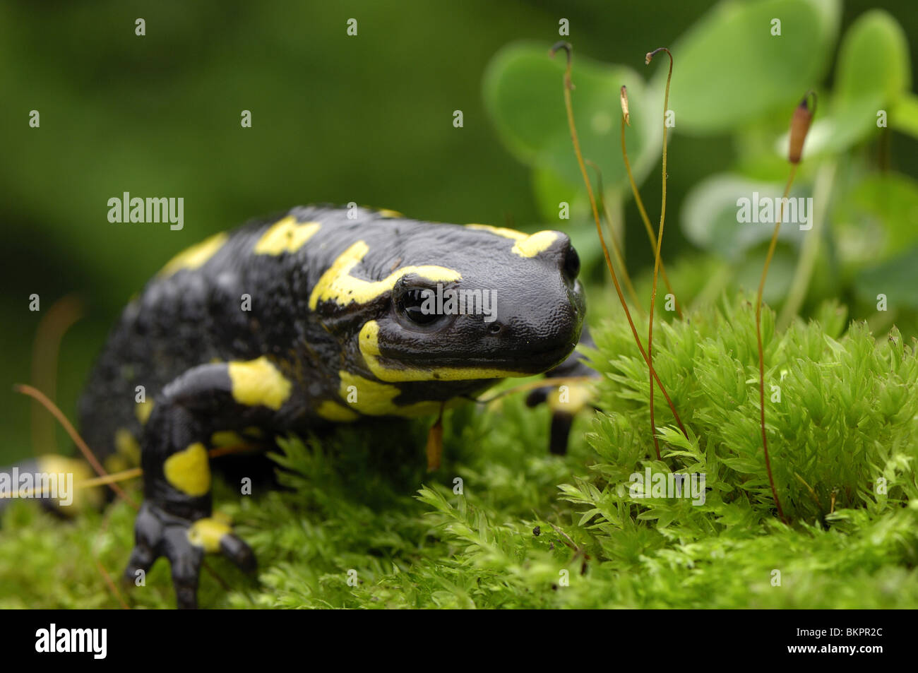 Portrait of a fire salamander Stock Photo - Alamy