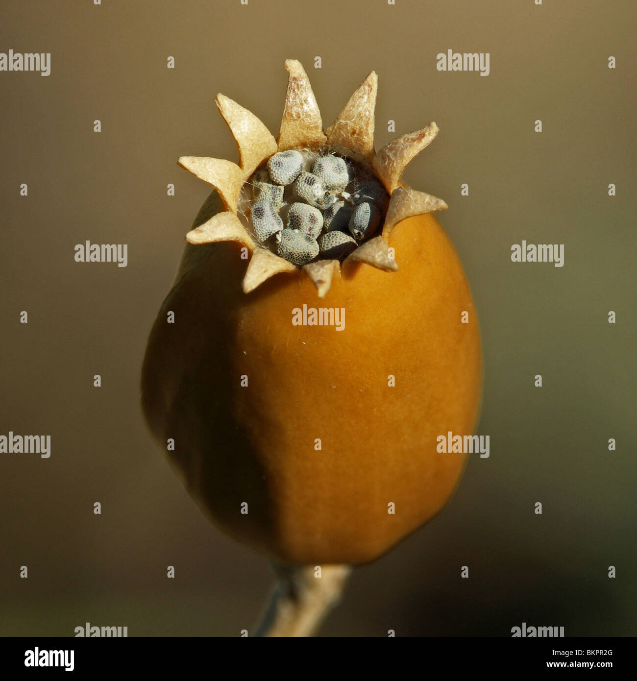 Gevuld met zaadjes hi-res stock photography and images - Alamy