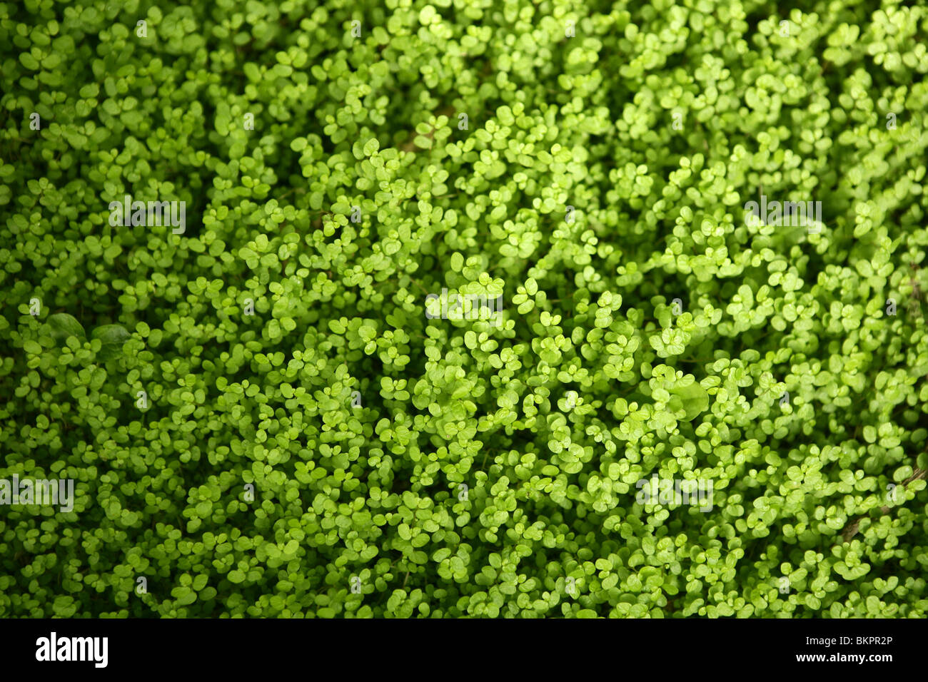 Angel tears grass plant, Soleirolia Soleirolii, Urticaceae Stock Photo ...
