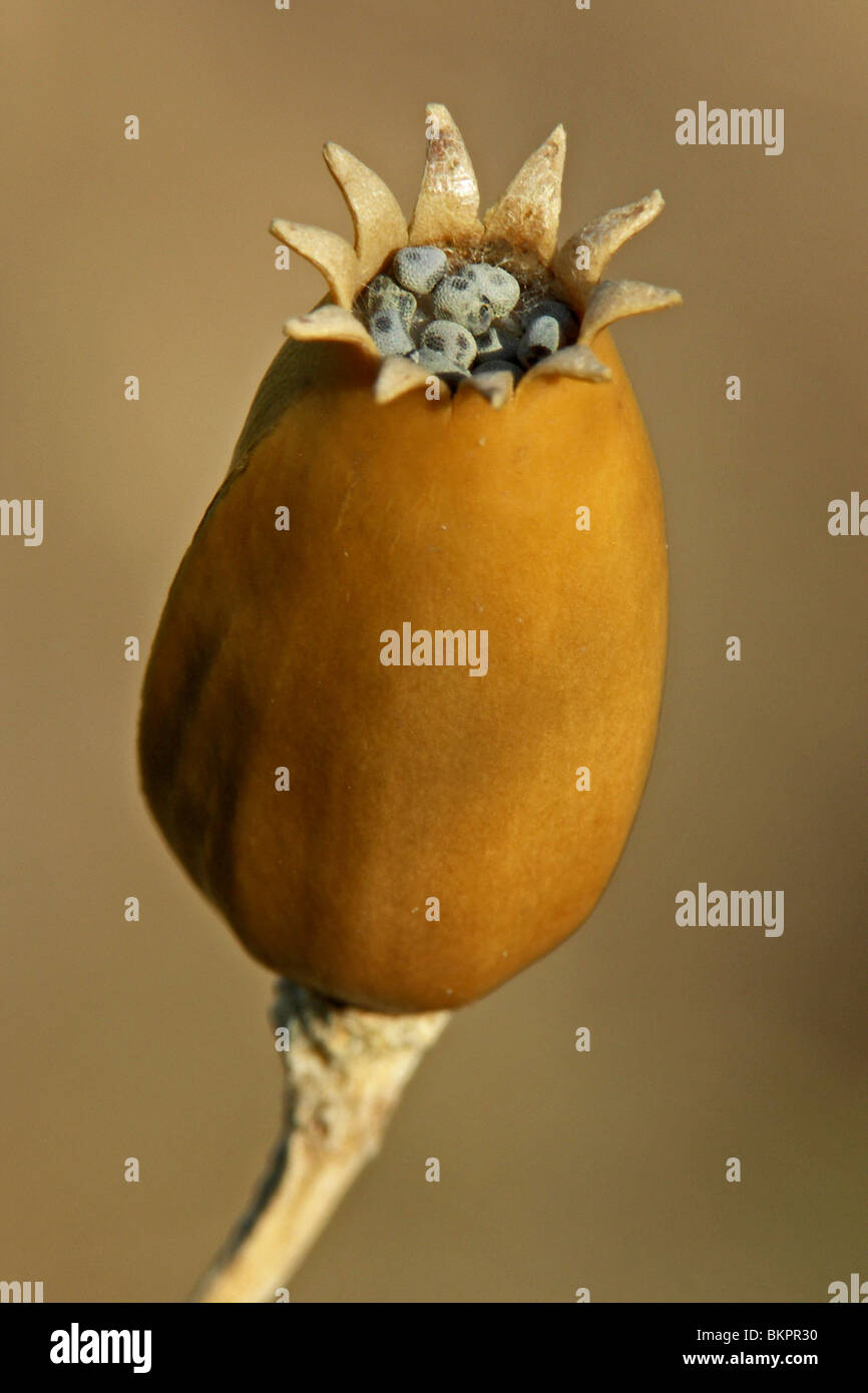 Capsule fruits hi-res stock photography and images - Alamy