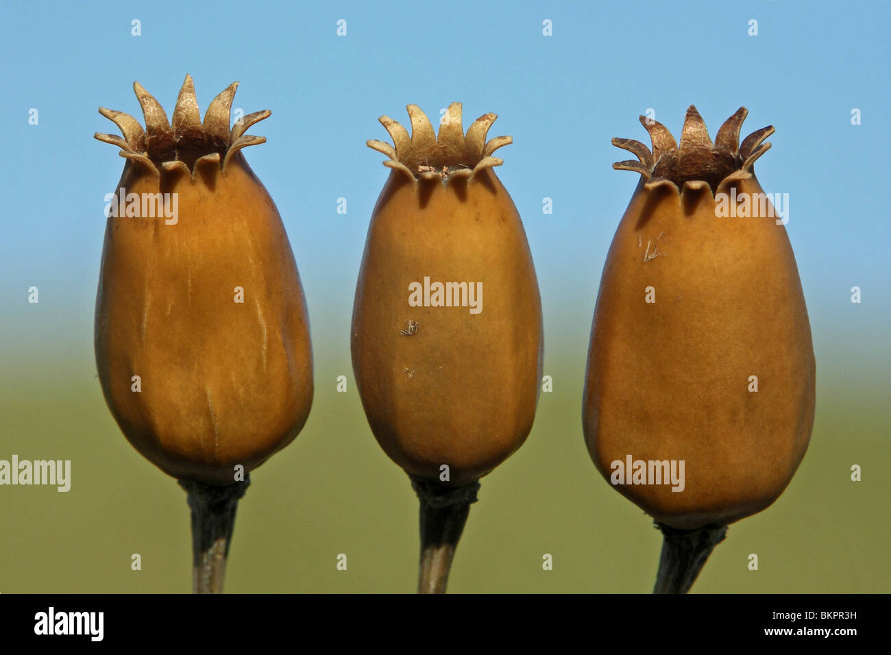 close up van 3 zaaddozen Stock Photo - Alamy