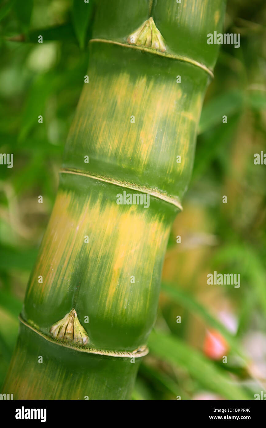 Bamboo cane closeup trunk details green and yellow Stock Photo - Alamy