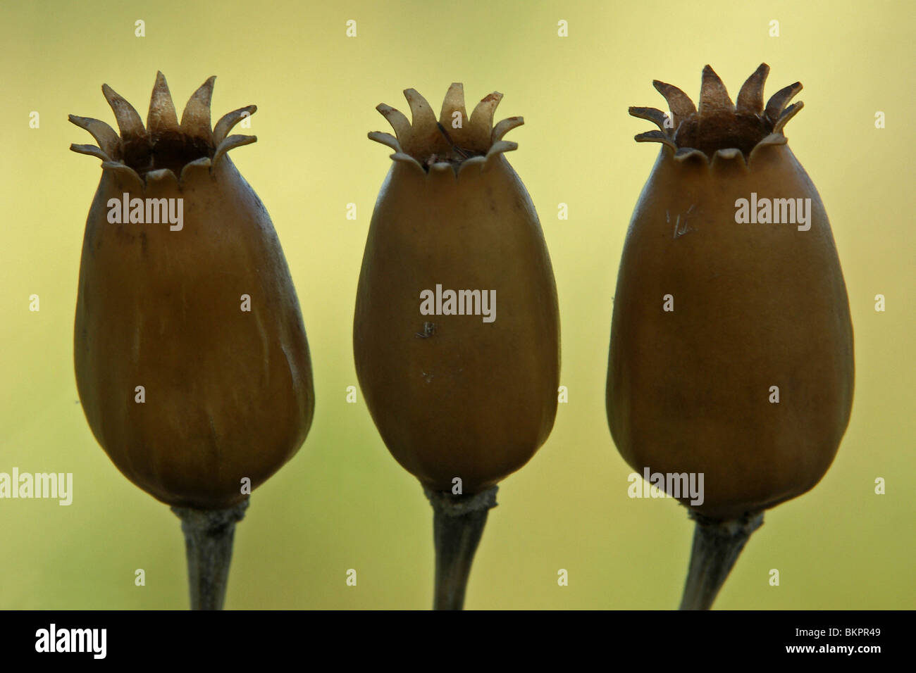 Three seed buds of the White Campion Stock Photo - Alamy