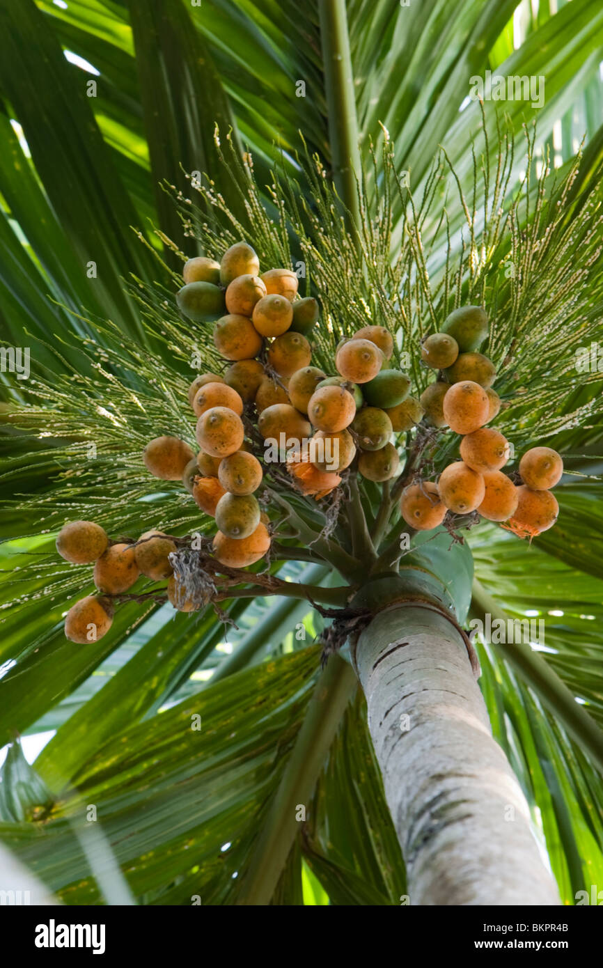 Areca palm (Areca catechu) with Areca nuts (Betelnuts Stock Photo - Alamy