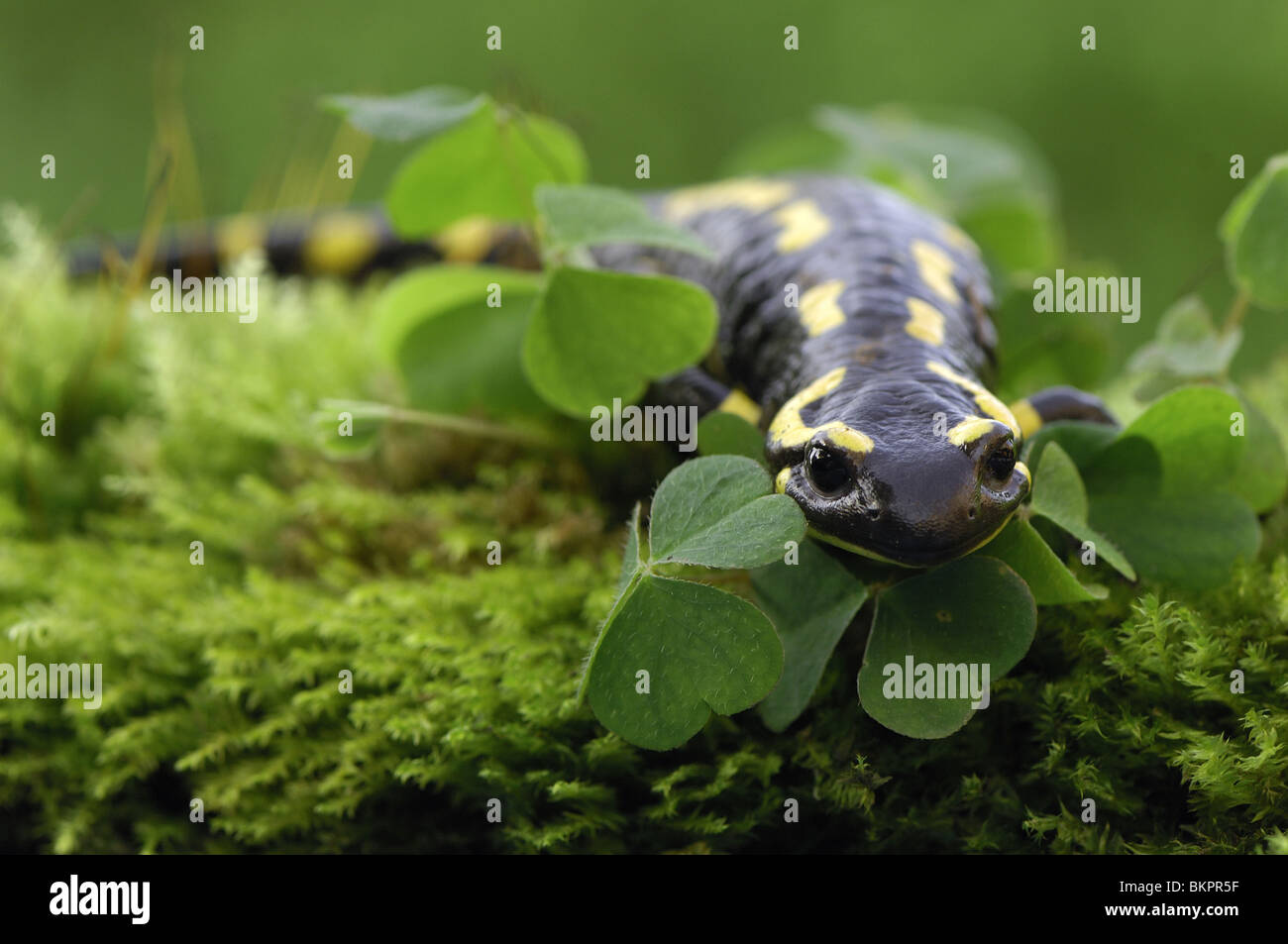 Close-up of a fire salamander Stock Photo - Alamy