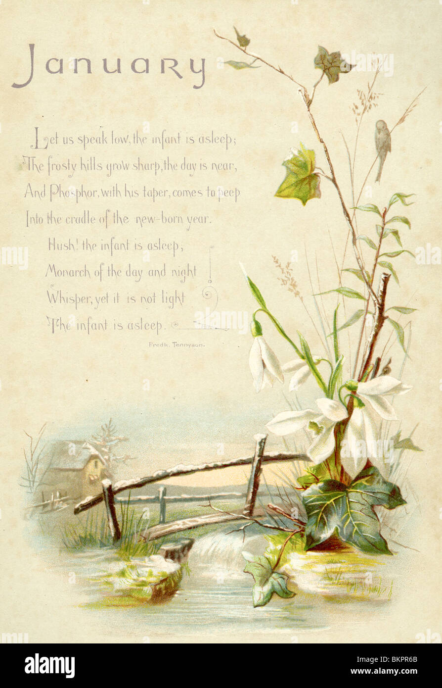 January - Winter Scene with White Magnolias and Ivy Stock Photo - Alamy