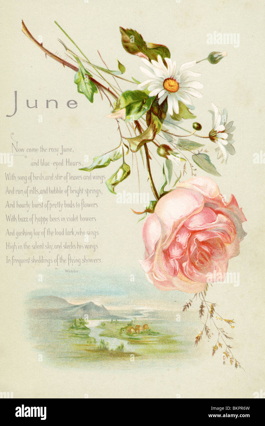 June – Pink Rose and Daisies Stock Photo - Alamy