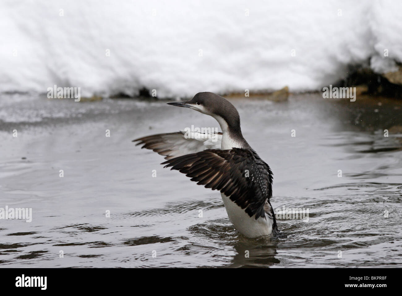 Prachttaucher,Throated diver, diving, Gavia, arctica, Black throated ...