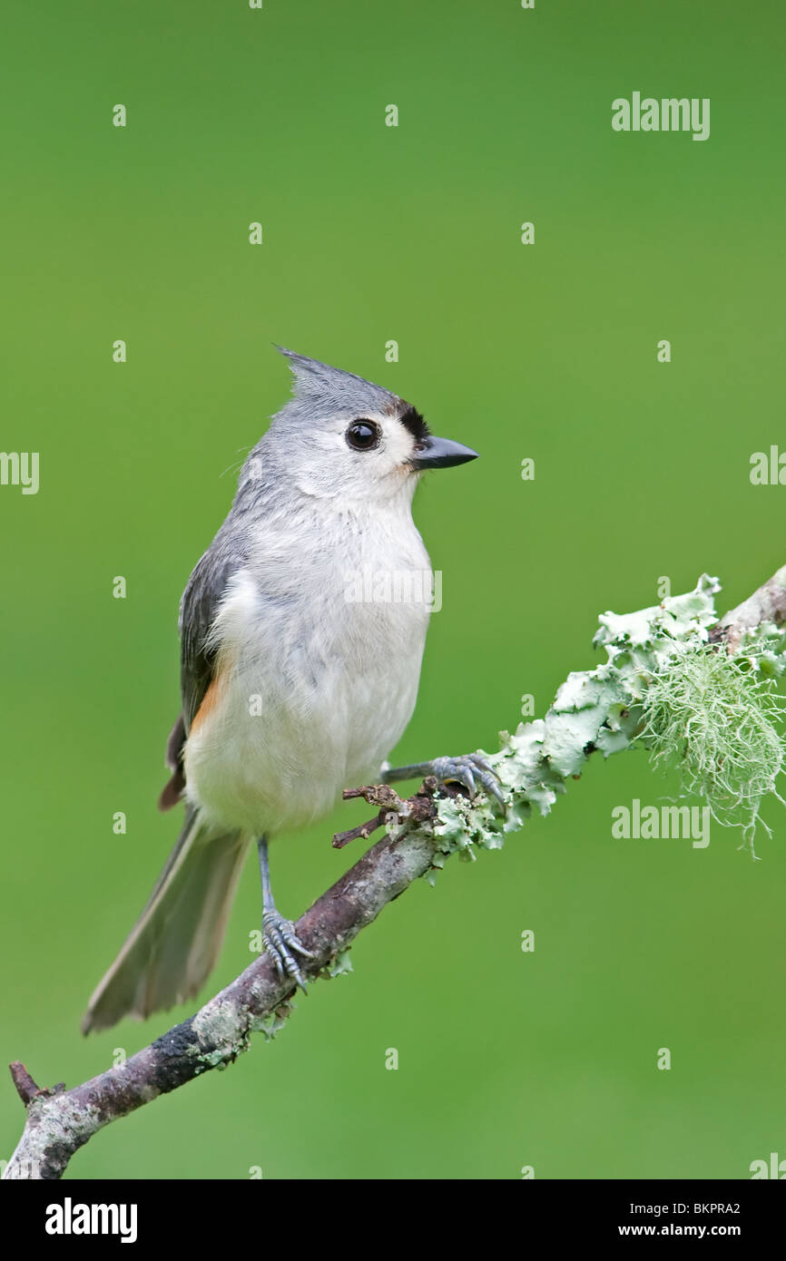 Titmouse male hi-res stock photography and images - Alamy