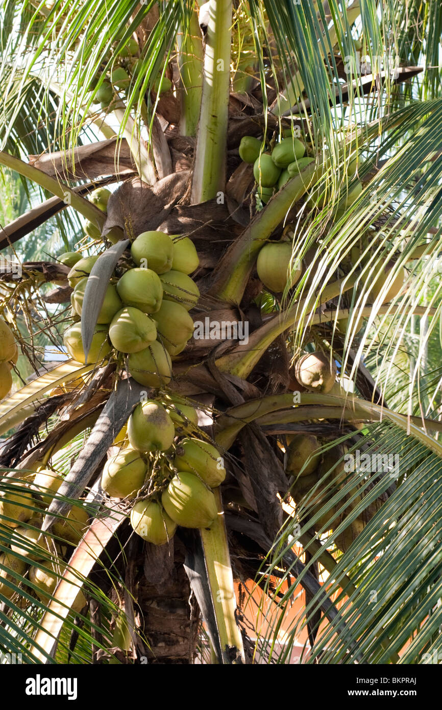 Coconut tree coconuts hi-res stock photography and images - Alamy