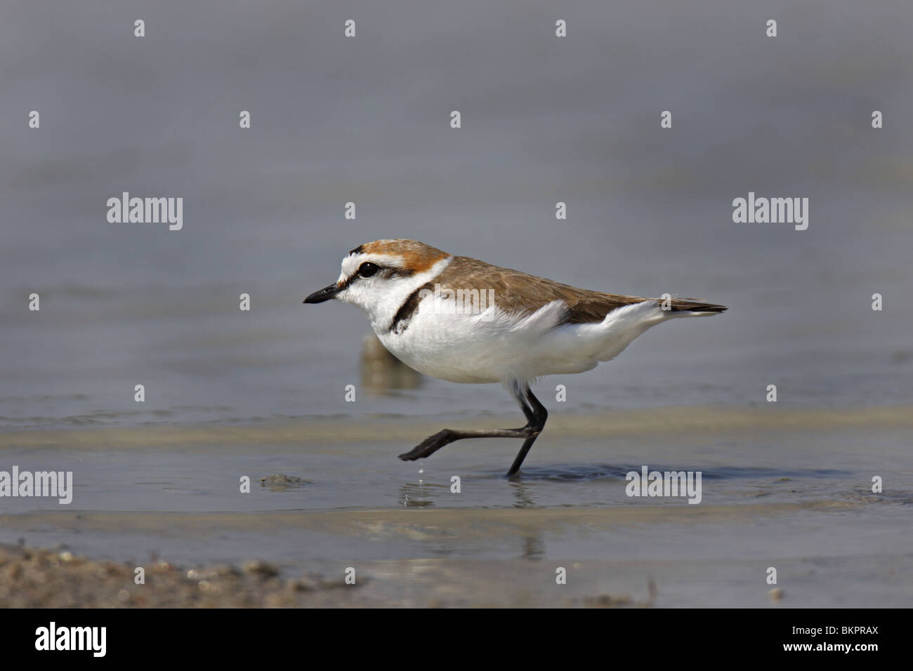 Seeregenpfeifer Charadrius alexandrinus Kentish Plover Stock Photo - Alamy