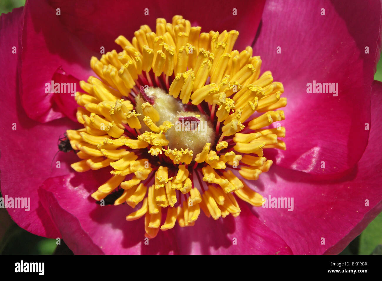 Top view of a Wild Peony Stock Photo - Alamy