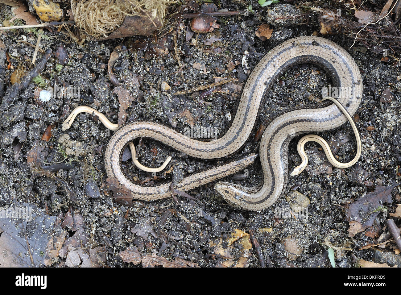 Mother Slow worm and two of its newborns Stock Photo - Alamy