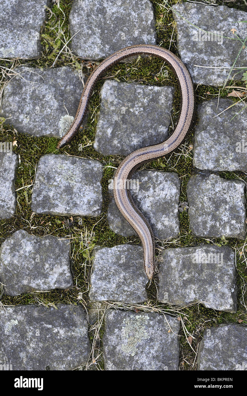 The worm stones hi-res stock photography and images - Alamy