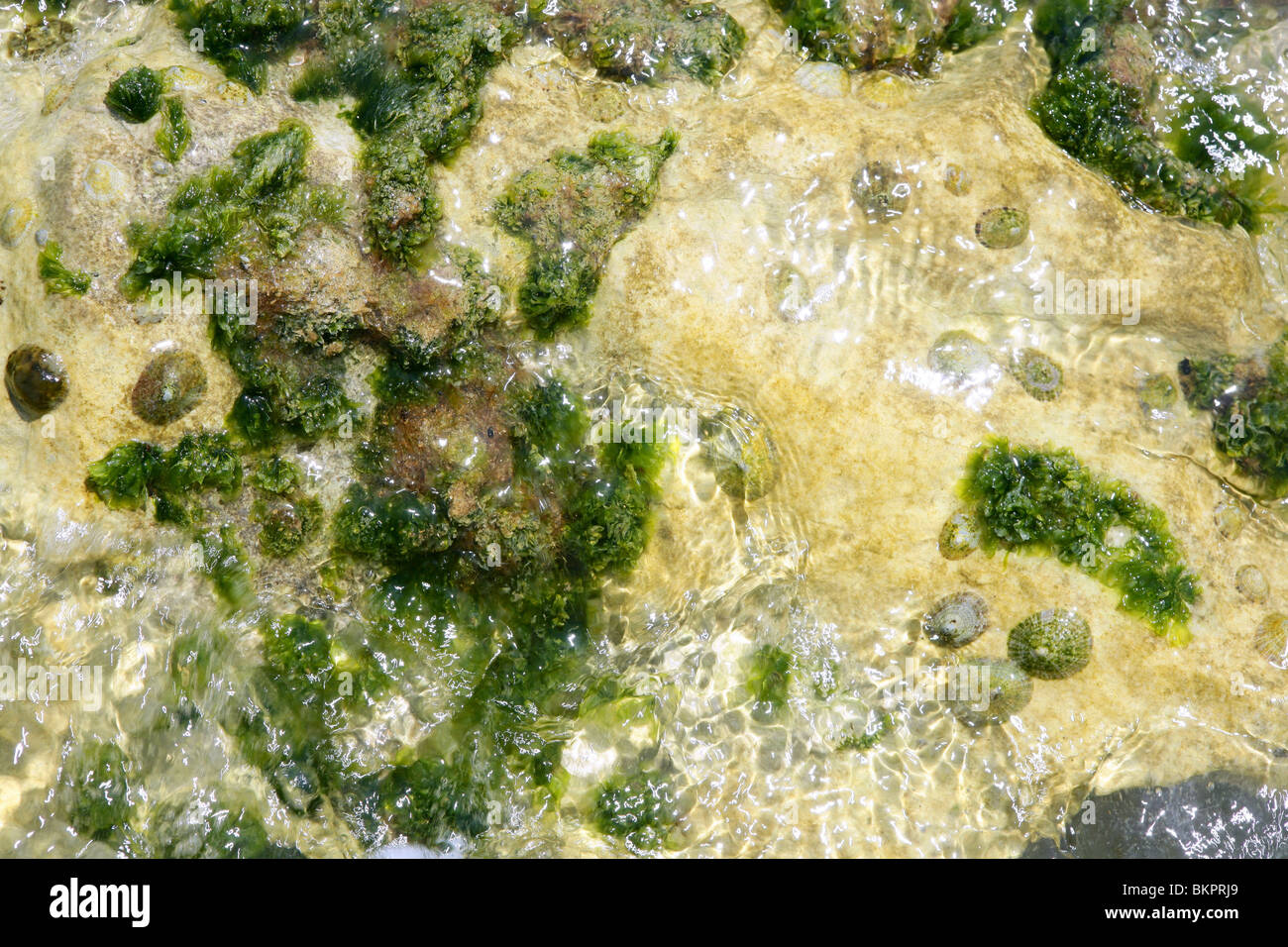 Algae from Mediterranean, green seaweed in the coastline water Stock ...