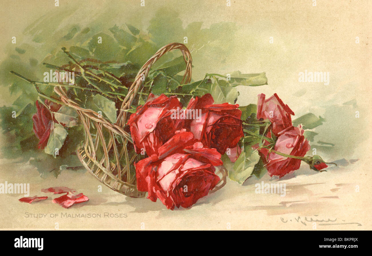 Malmaison flower hi-res stock photography and images - Alamy
