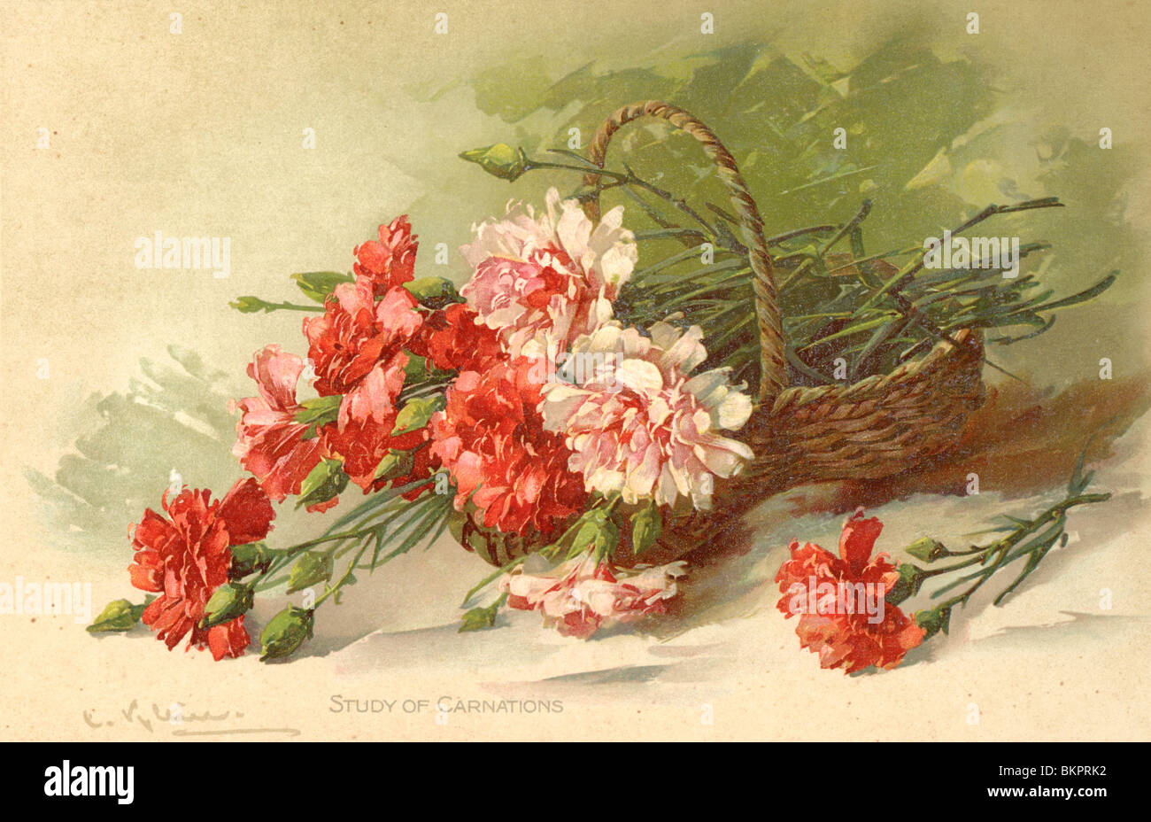 Study of Pink and Red Carnations Stock Photo - Alamy