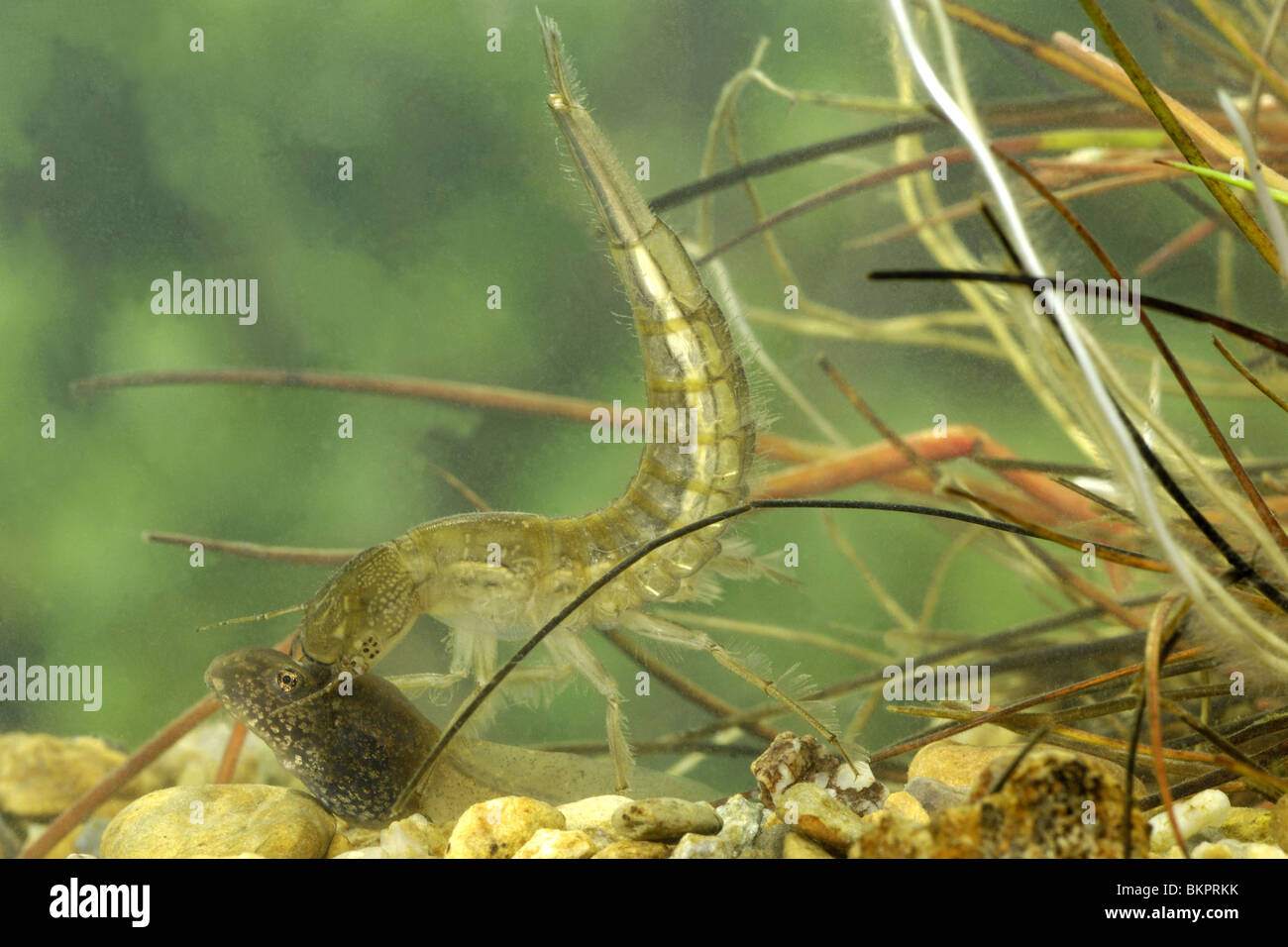 Larva of great diving beetle eating a tadpole Stock Photo - Alamy