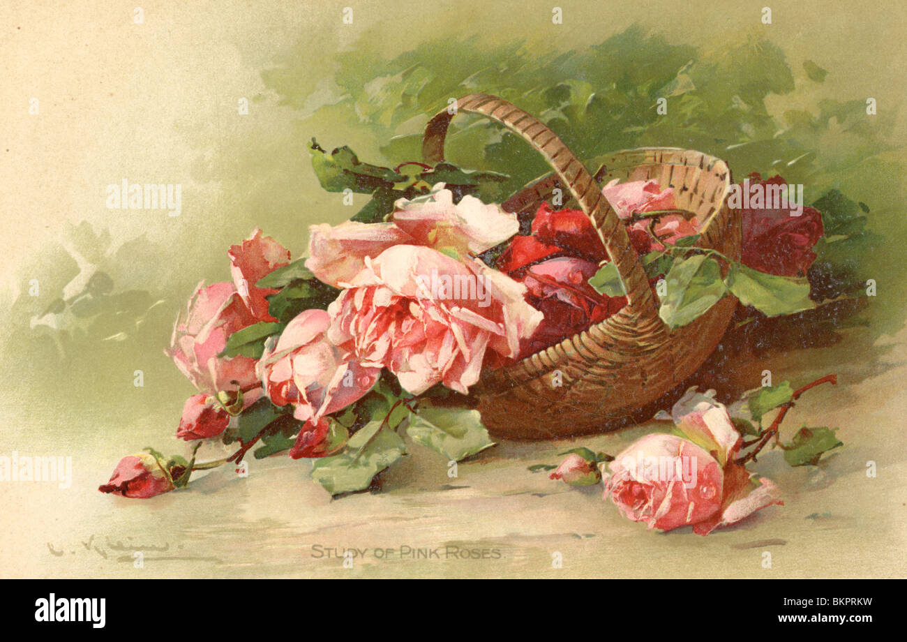 Study of Pink Roses Stock Photo - Alamy