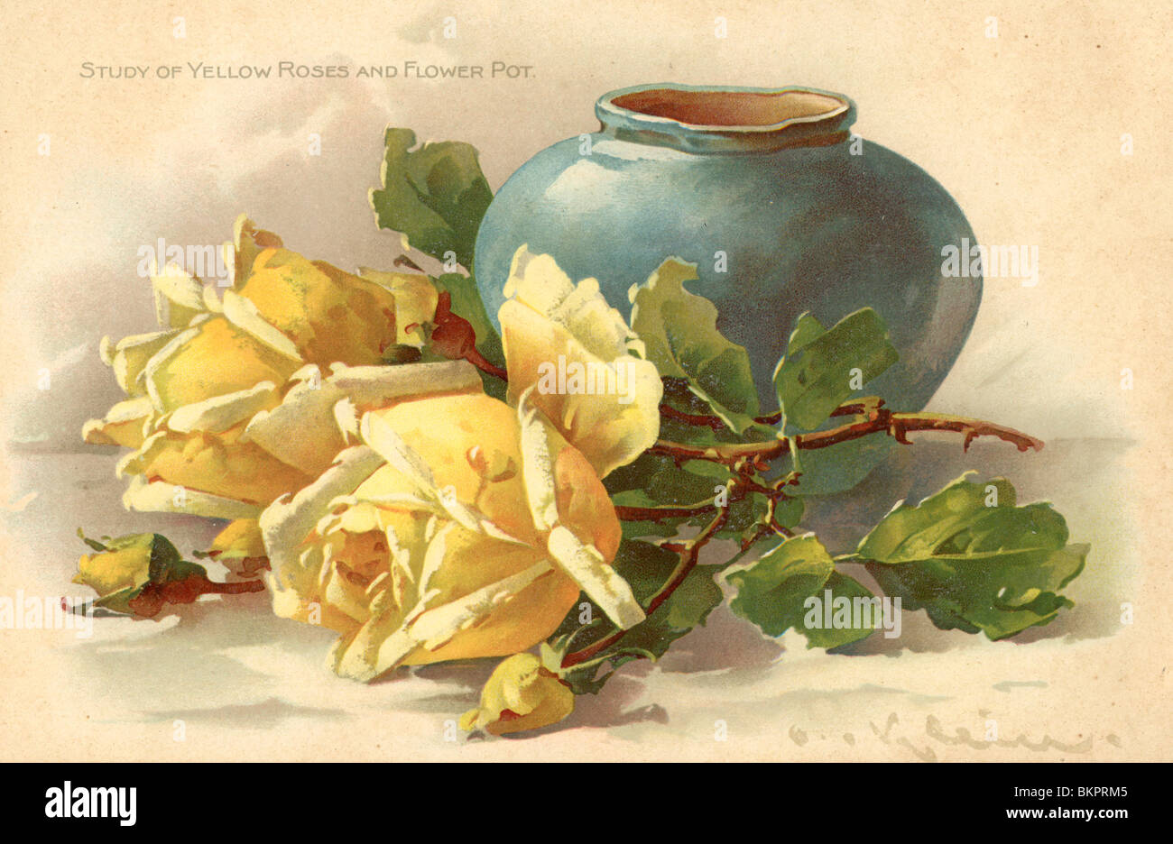 Pot of roses hi-res stock photography and images - Alamy