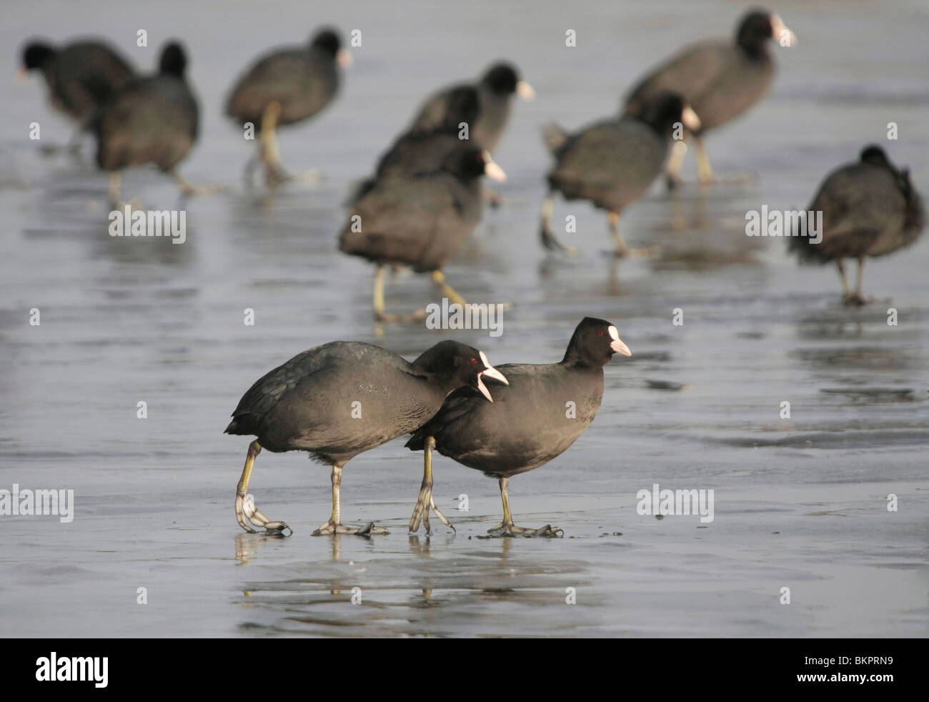 Meerkoeten lopen hi-res stock photography and images - Alamy
