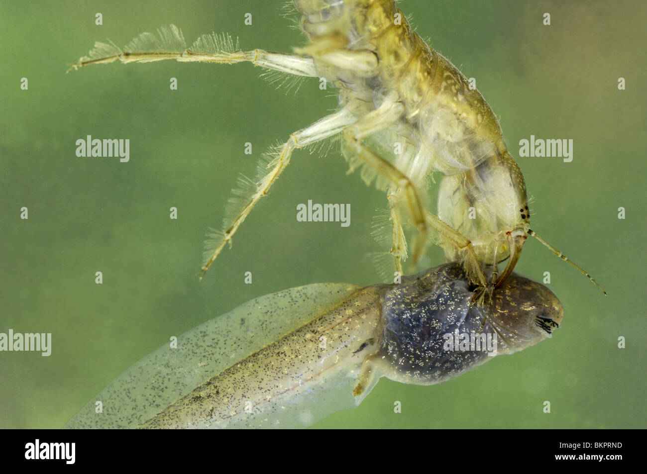 Larva great diving beetle eating hi-res stock photography and images ...