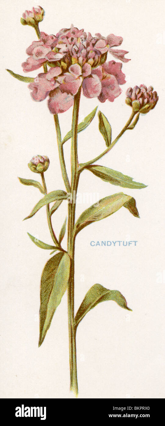 Candytuft hi-res stock photography and images - Alamy