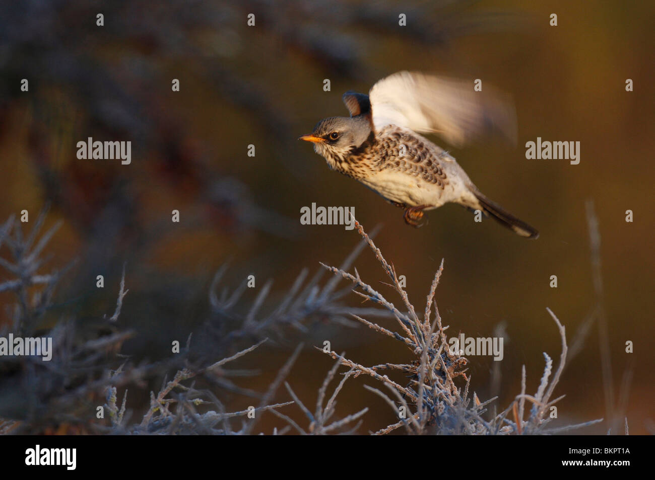 Flying source hi-res stock photography and images - Alamy