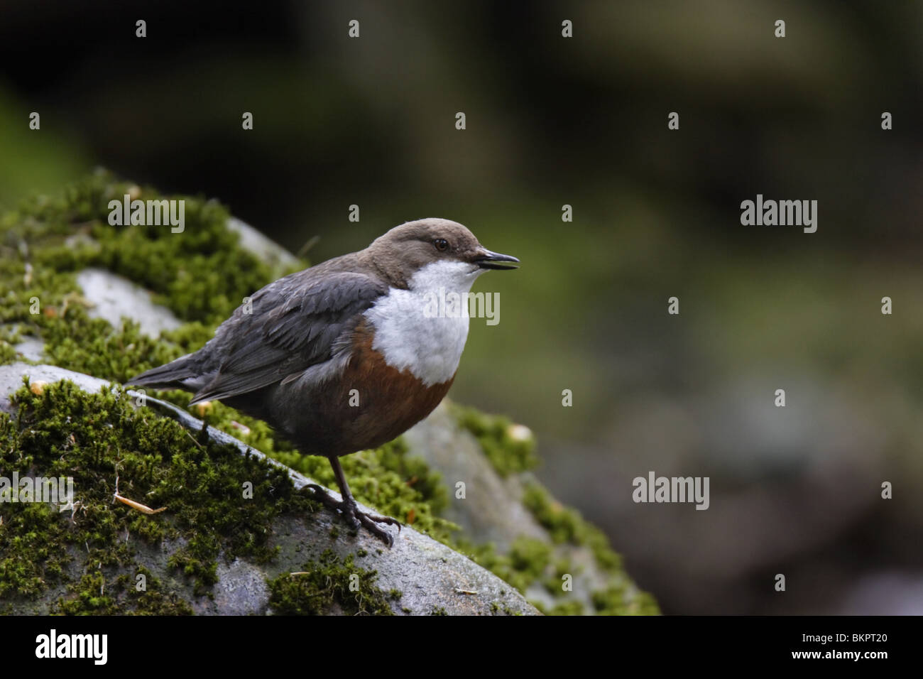 Wasseramsel, Cinclus, European, White, throated, Dipper Stock Photo - Alamy