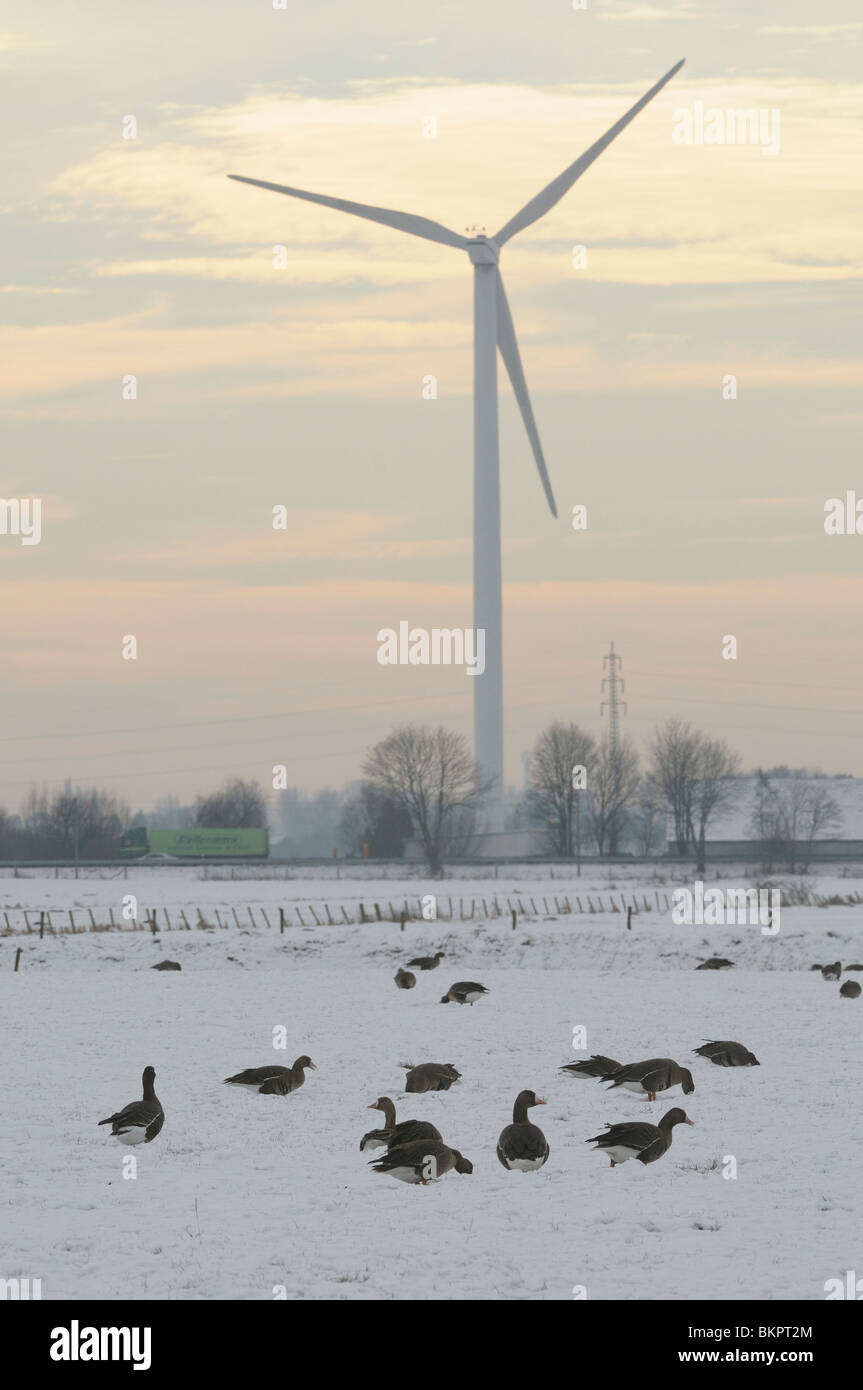 White fronted Geese foraging on white meadow with a windmill and ...