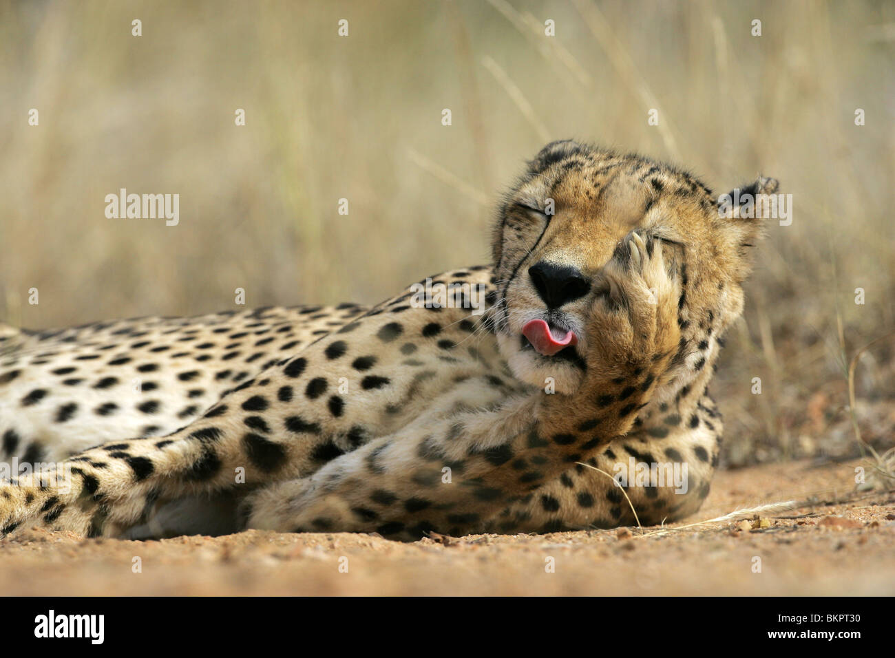 Cheetah, grooming, south, africa Stock Photo - Alamy