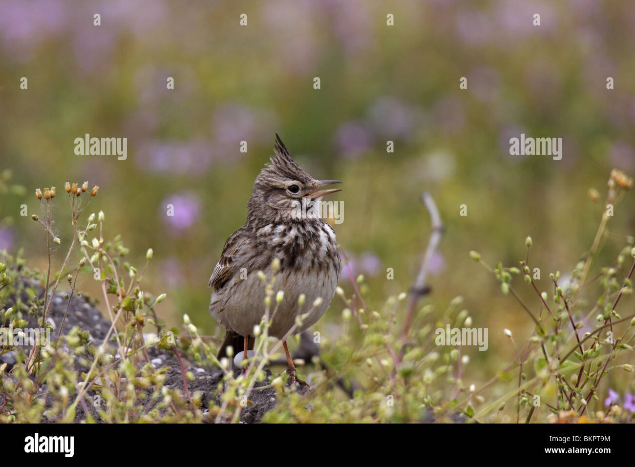 Haubenlerche Lerche Crested Lark Galerida cristata Stock Photo - Alamy