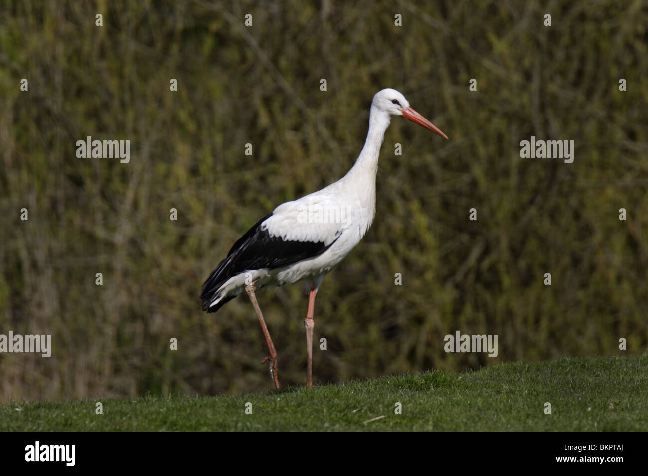 Schnabel storch hi-res stock photography and images - Alamy