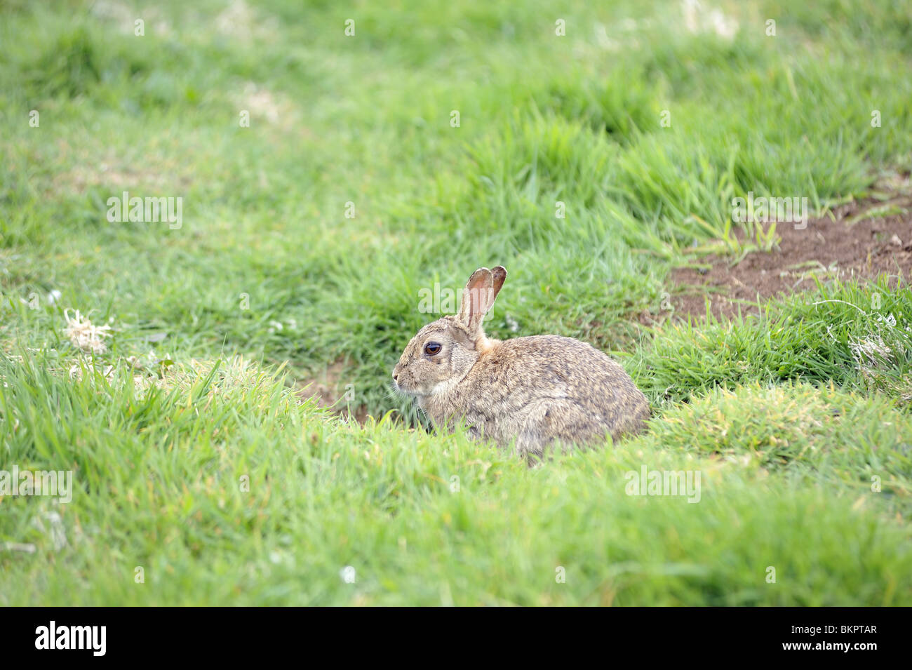 European rabbit standing next to its burrow Stock Photo - Alamy