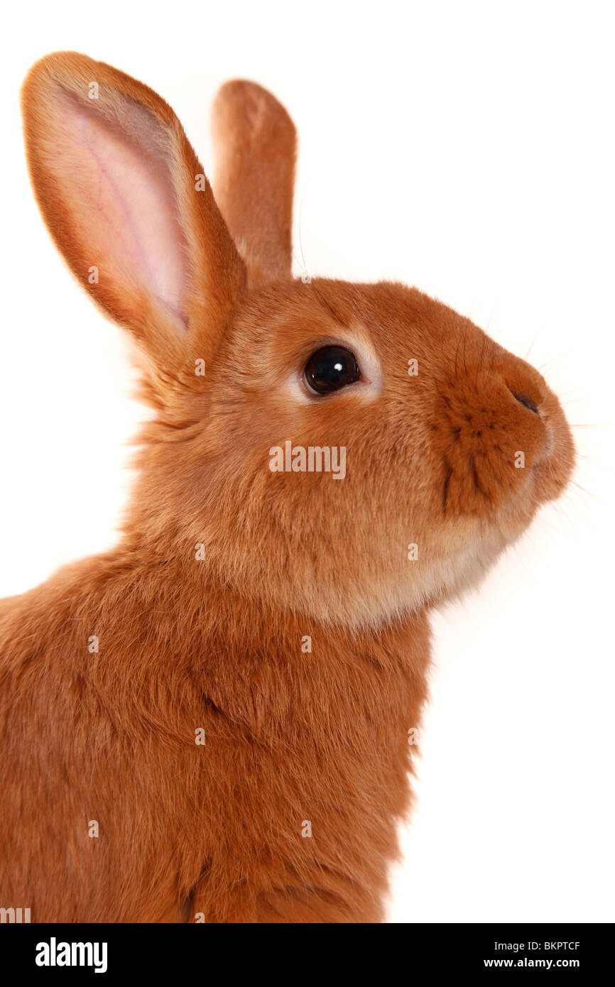 Rabbit cut out hi-res stock photography and images - Alamy