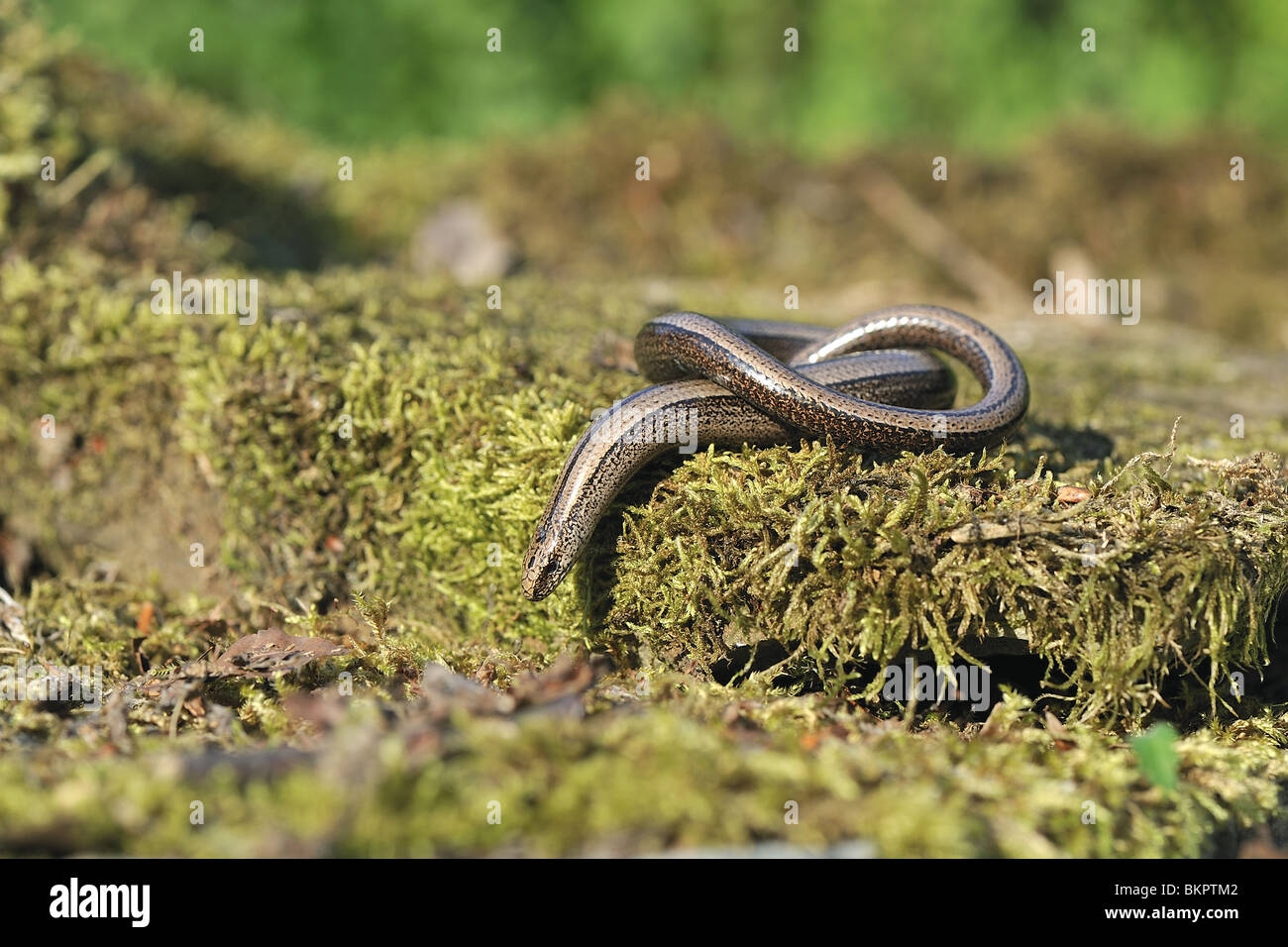 Coiled up female slow worm Stock Photo - Alamy