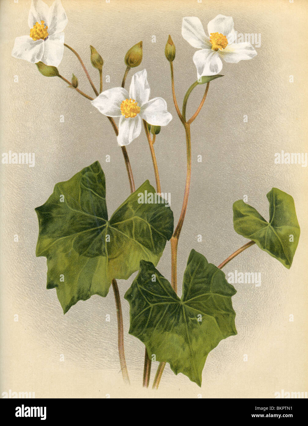 Chinese Cyclamen-leaved Poppy Stock Photo - Alamy