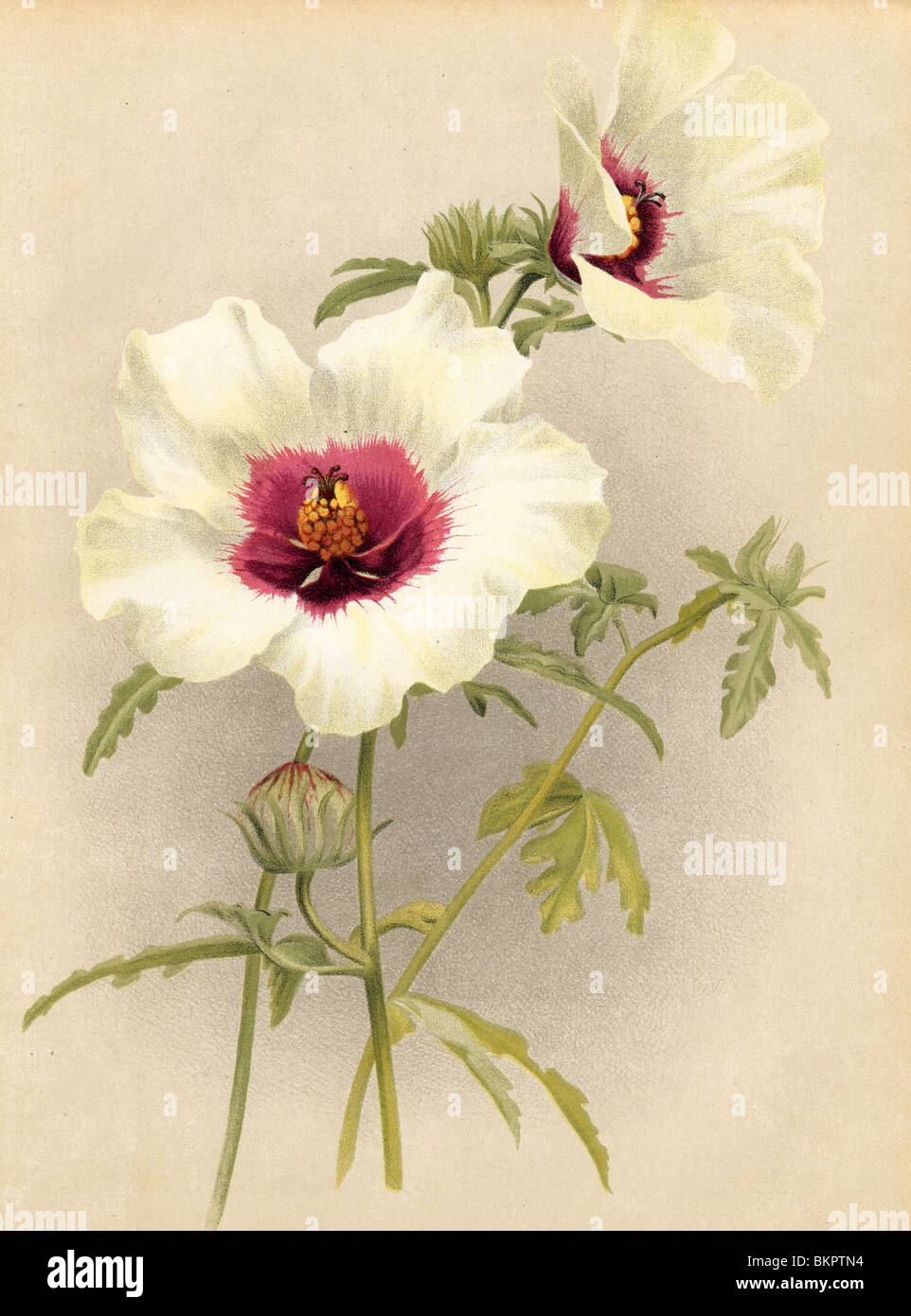 Venice Mallow (Hibiscus Trionum Stock Photo - Alamy